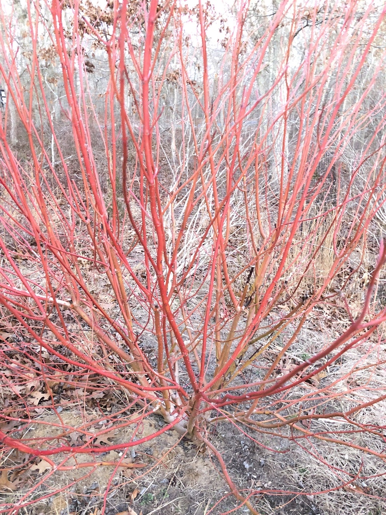 red osier dogwood in January 2019 by ecocurve. Great winter color ...