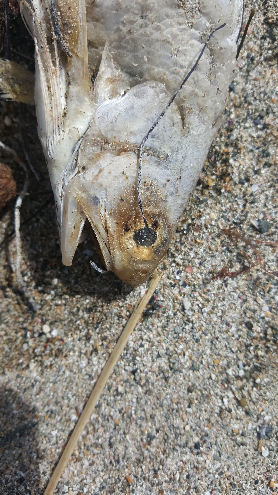 Polydactylus virginicus (Linnaeus, 1758)