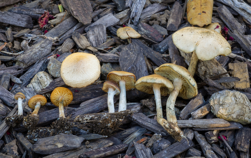 Psychedelic Ovoid Mushroom from Pacifica, California, USA on December ...