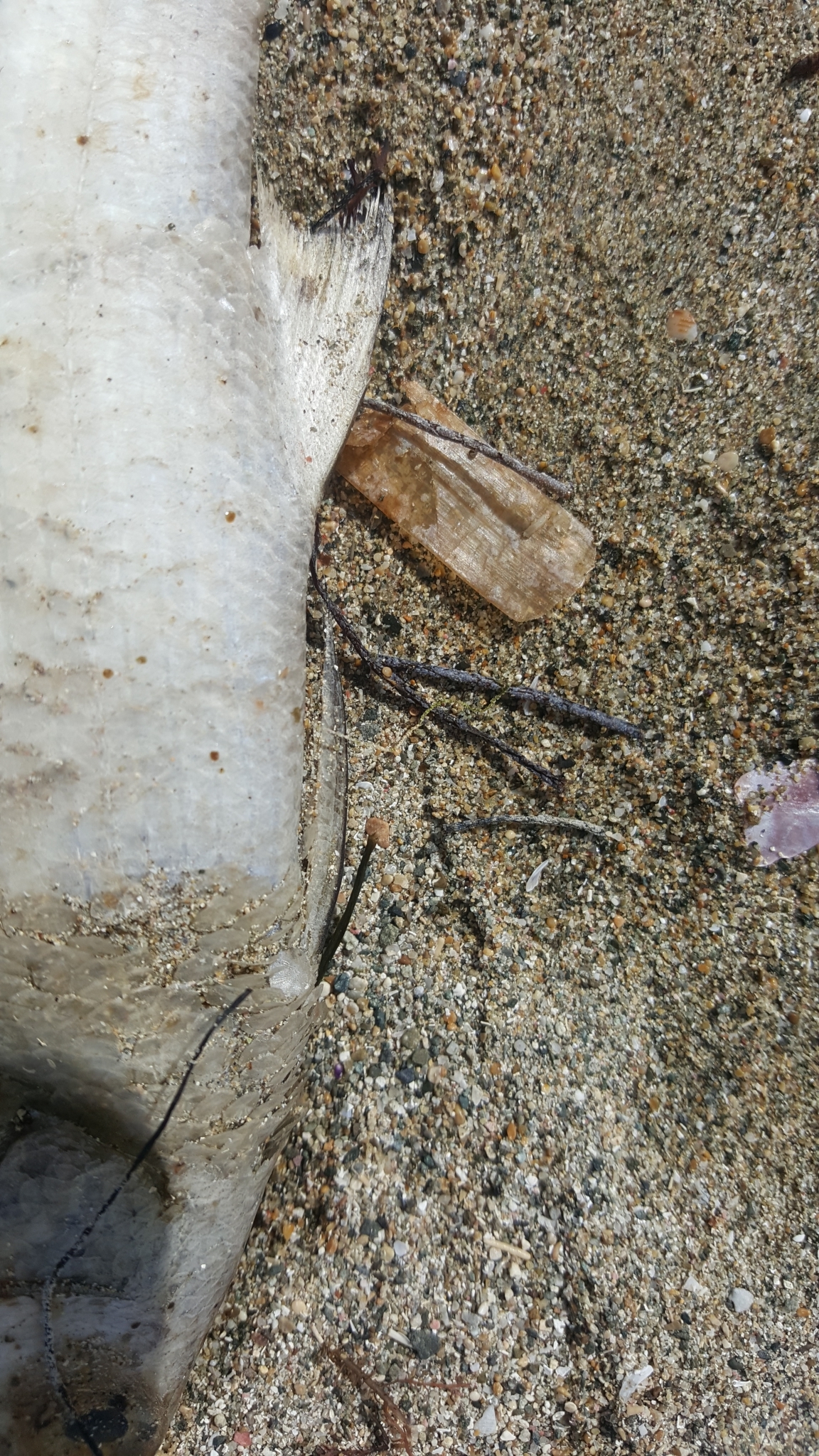 Polydactylus virginicus (Linnaeus, 1758)