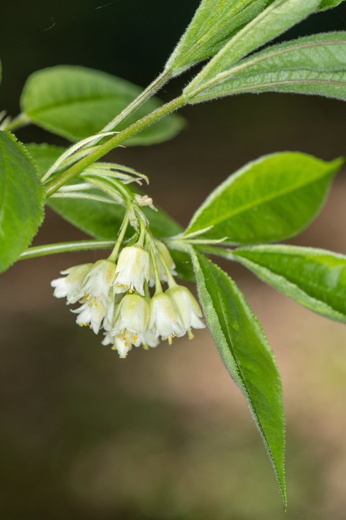 American Bladdernut (Shrubs of Appalachia) · iNaturalist