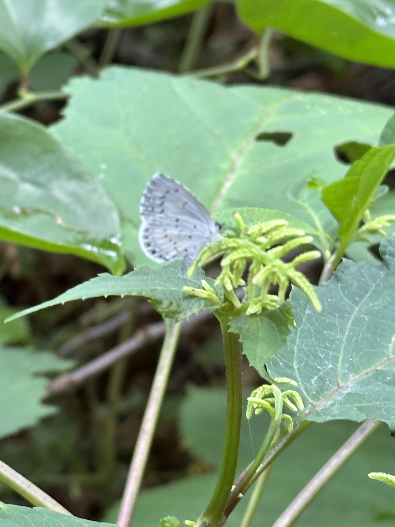 Summer Azure from Oregon Ridge Park, Cockeysville, MD, US on July 21 ...