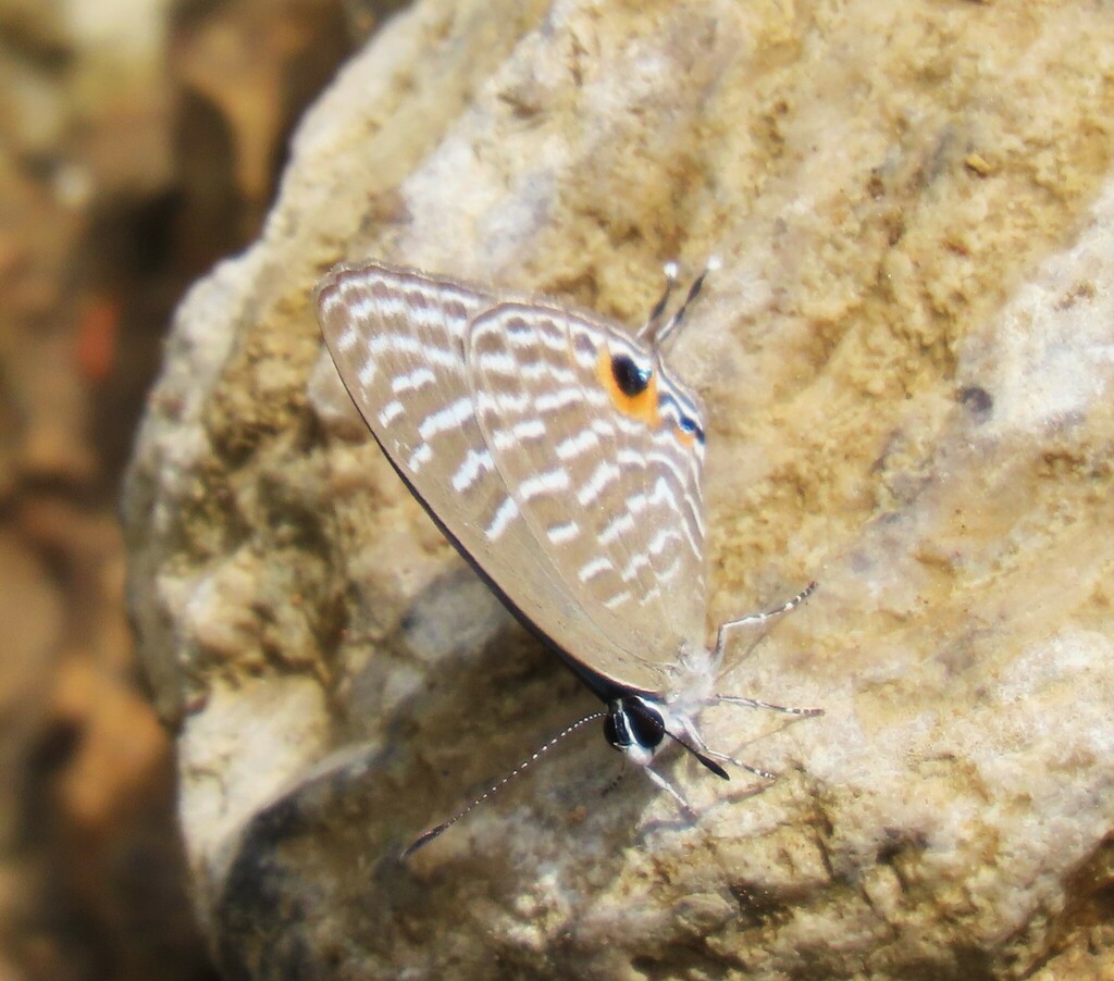 Metallic Cerulean from Vientiane Province, Laos on July 1, 2023 at 01: ...