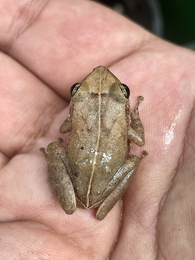 Common Coqui from Hoyo Mulas, Carolina, Puerto Rico on July 6, 2023 at ...