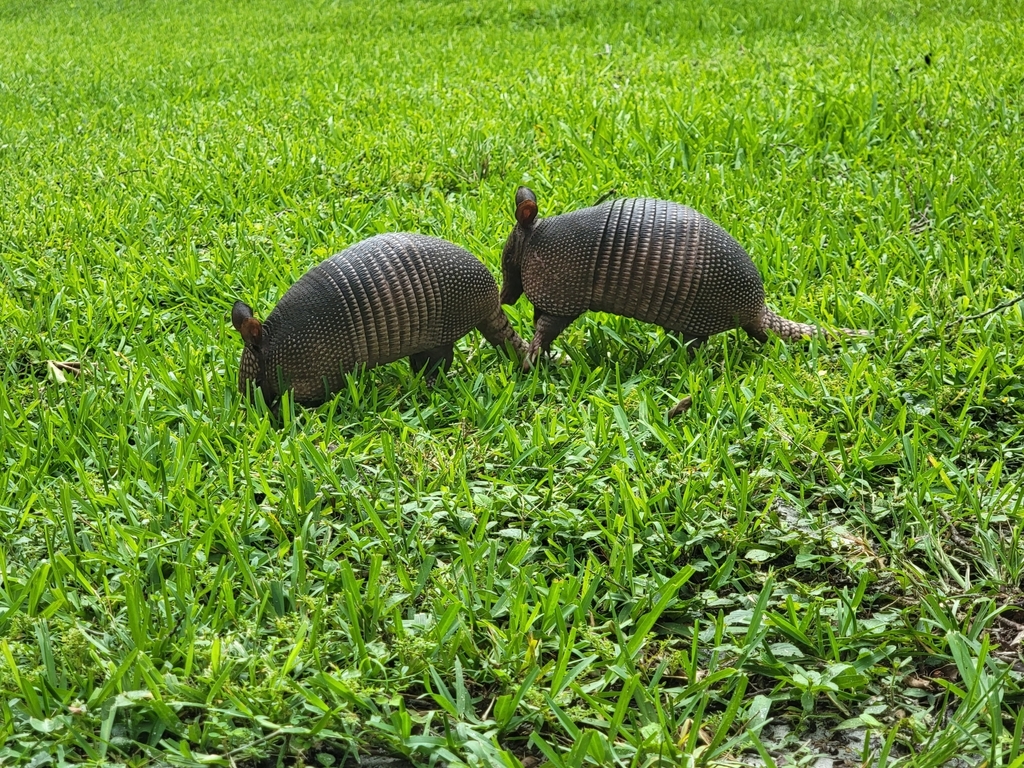 Nine-banded Armadillo from Fort Lauderdale, FL 33323, USA on June 16 ...