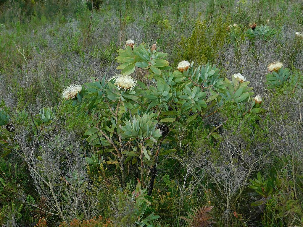 Wagon Tree from Natuskloof Genadendal, 7234, South Africa on July 20 ...