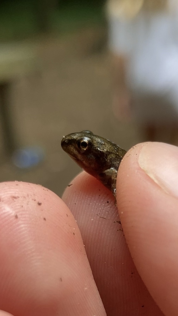 Spring Peeper from Long Island, Oyster Bay Cove, NY, US on July 21 ...