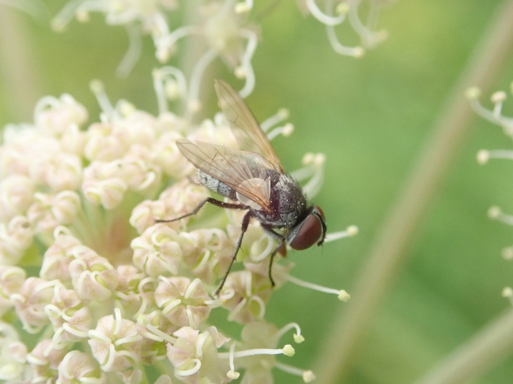 Strongygaster globula from Приволжский р-н, Ивановская обл., Россия on ...