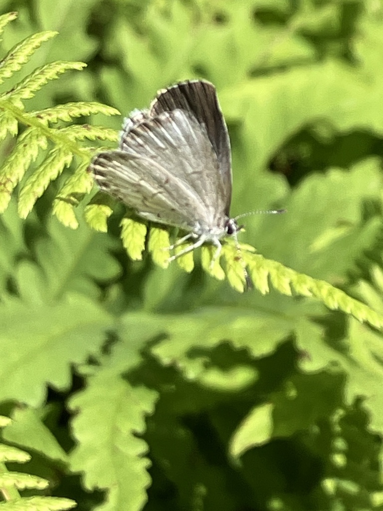Summer Azure from Parc national du Mont-Orford, Orford, QC, CA on July ...