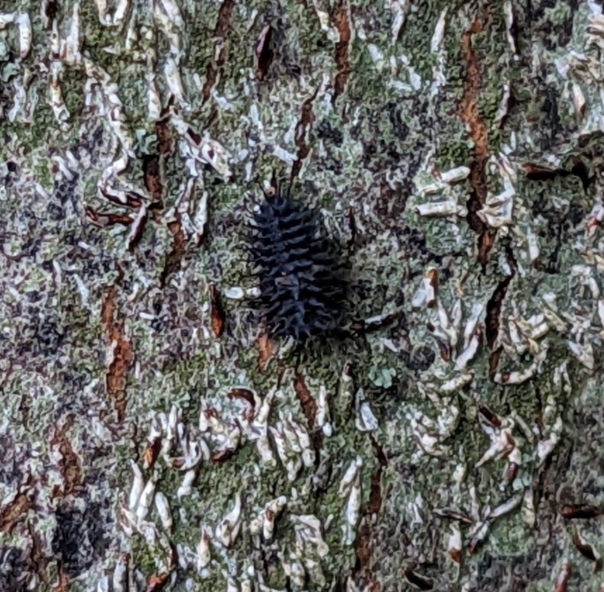 Twice-stabbed Lady Beetle from Wadsworth, OH 44281, USA on July 21 ...