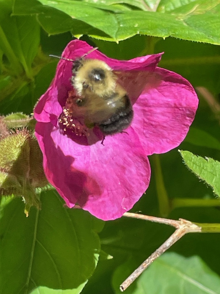 Two-spotted Bumble Bee from Colchester, VT 05446, USA on July 19, 2023 ...