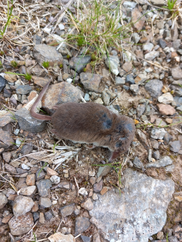 Red-toothed Shrews from Oban PA34, UK on July 21, 2023 at 06:47 PM by ...