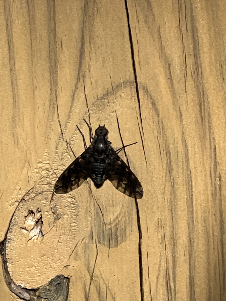 Tiger Bee Fly from Robious Crossing Dr, Midlothian, VA, US on July 21 ...