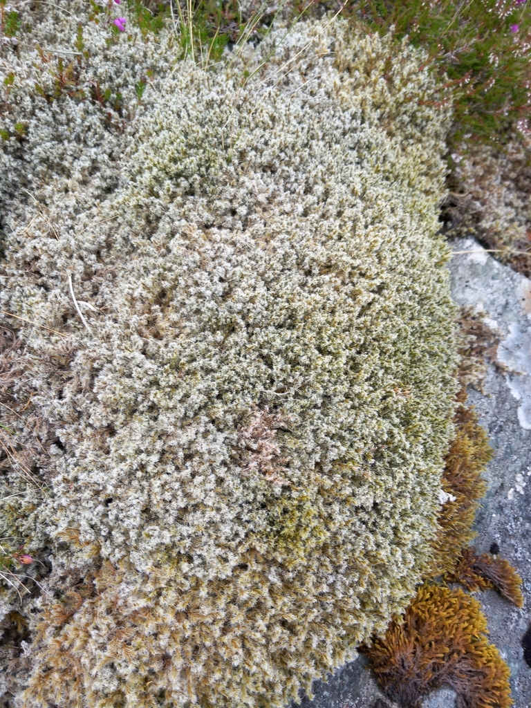 Woolly Fringe-moss from Oban PA34, UK on July 21, 2023 at 07:03 PM by ...