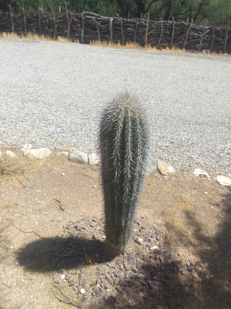 saguaro from Tanque Verde, AZ, USA on July 21, 2023 at 02:27 PM by ...