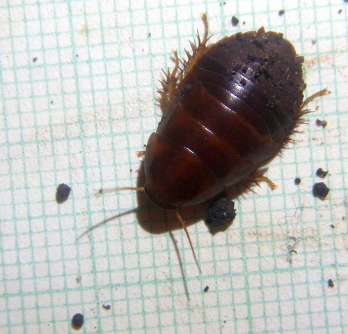 Pycnoscelus striatus · iNaturalist Mexico