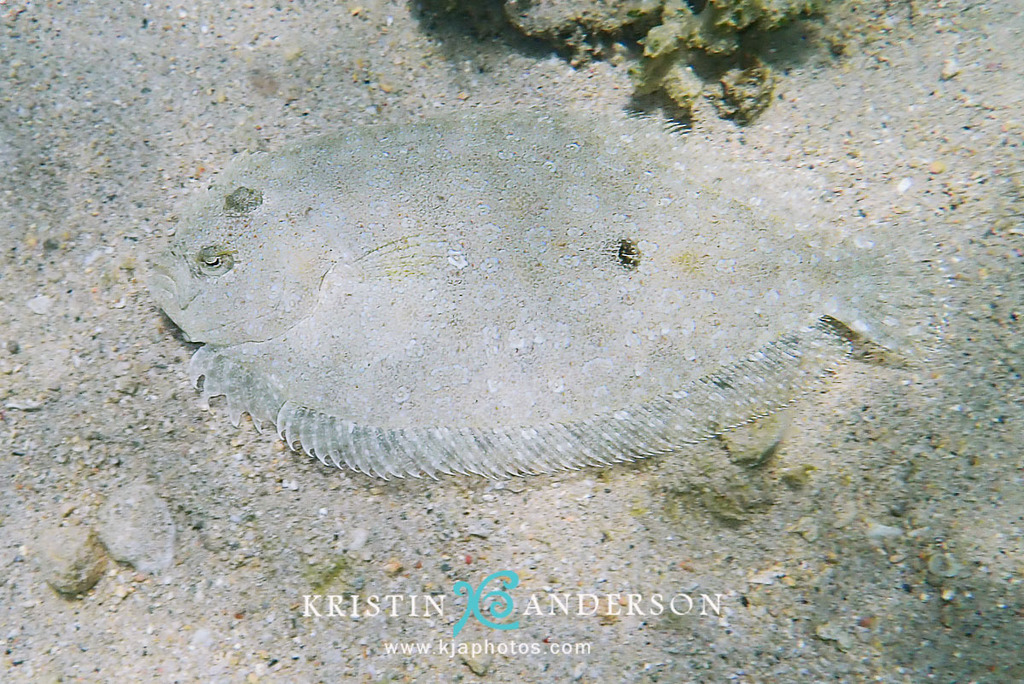 Pacific Peacock Flounder from Western Australia, Australia on December ...