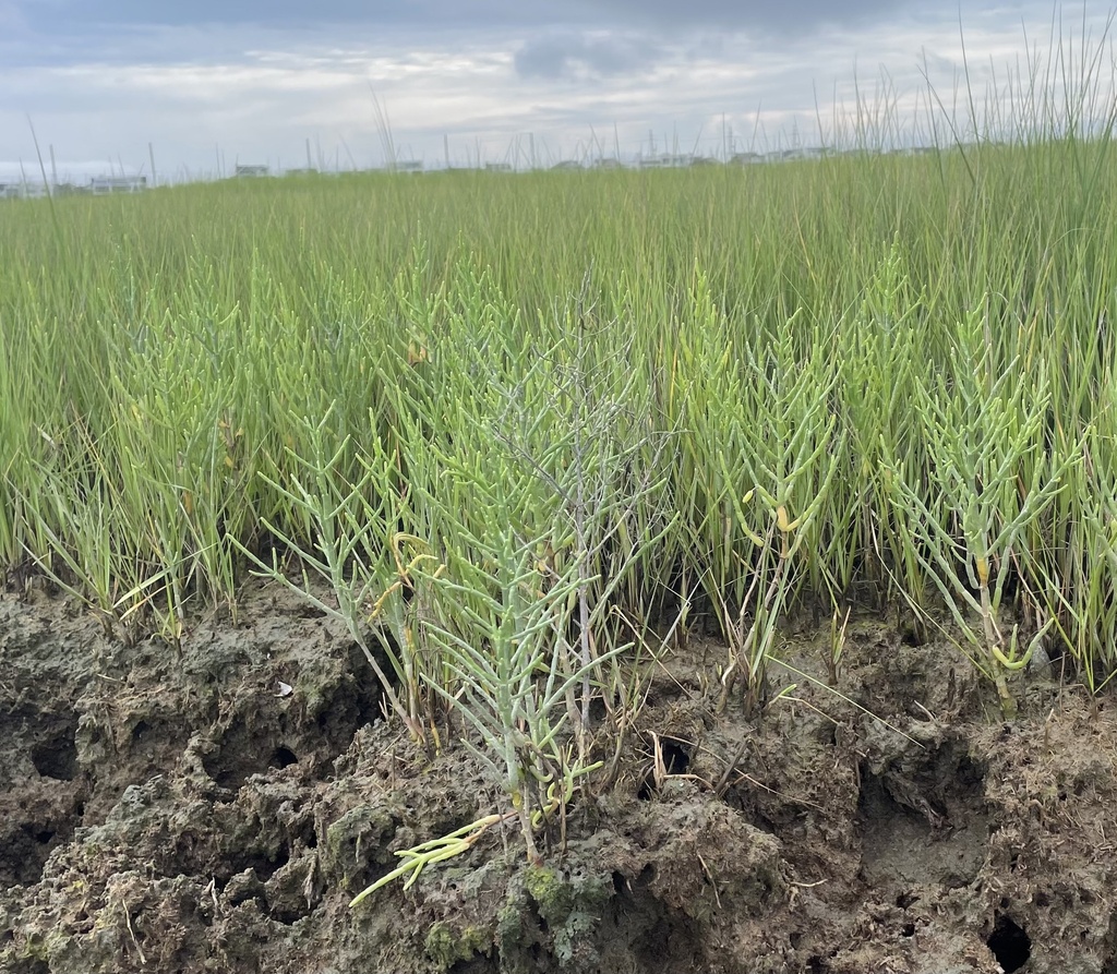 Dwarf Glasswort from Avalon, NJ, US on July 21, 2023 at 10:10 AM by ...