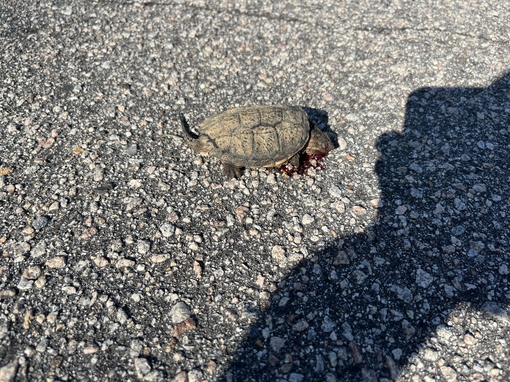 Common Snapping Turtle in July 2023 by Matthew. Found on road but was ...
