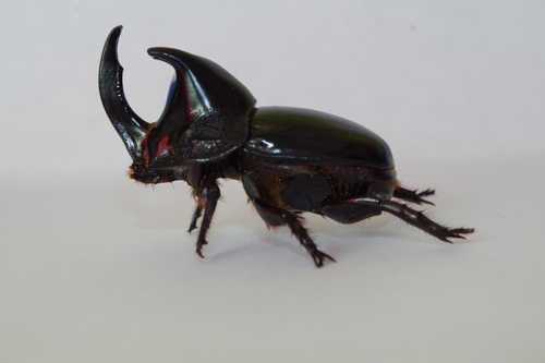 Megaceras morpheus · iNaturalist