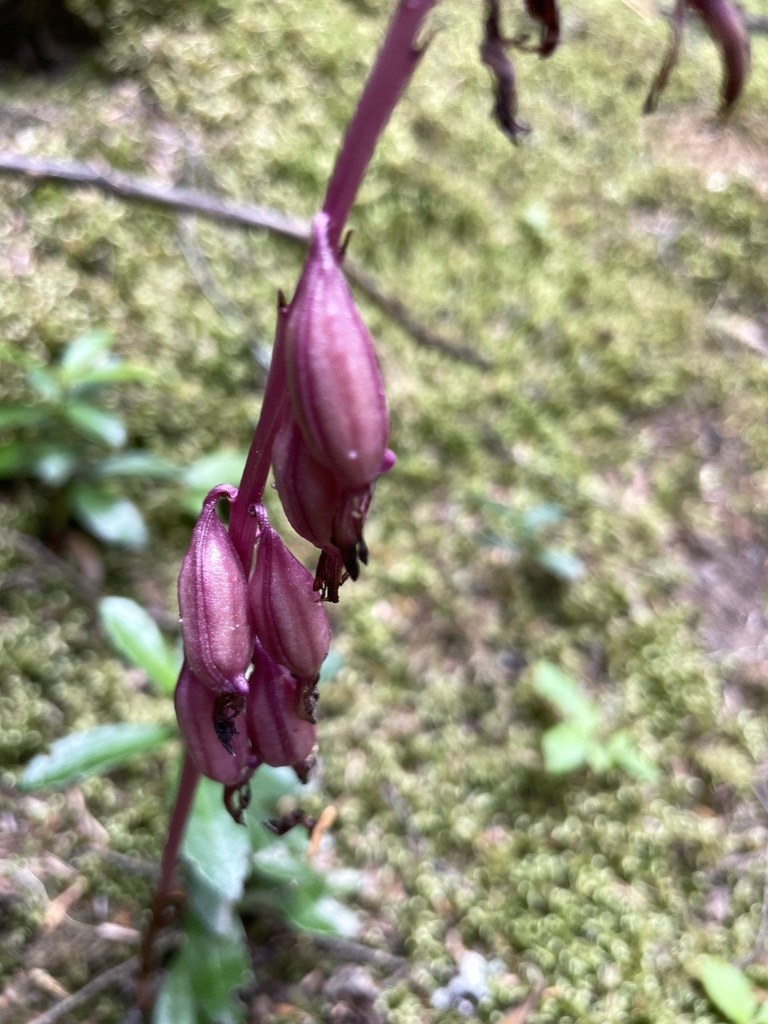 Pacific coralroot from Glacier National Park, Columbia Shuswap, BC, CA ...