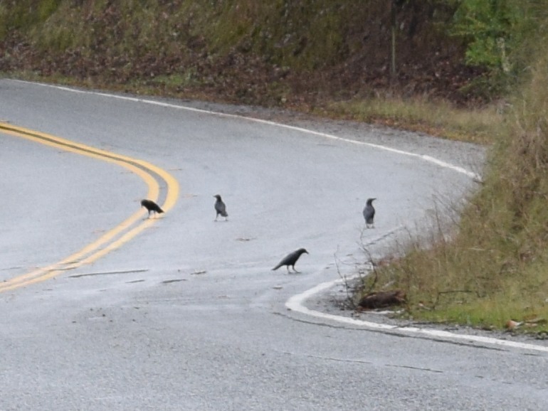 American Crow from Lexington Reservoir County Park, CA, USA on January ...