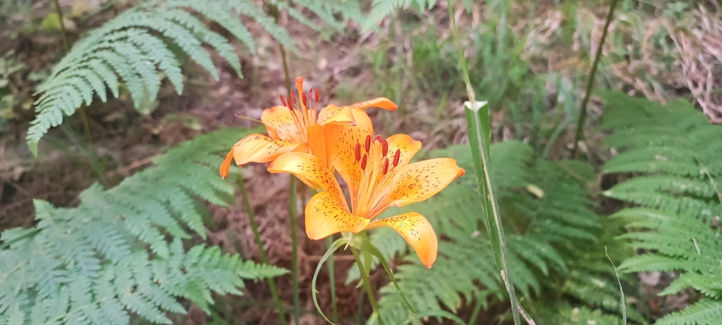 fire lily from San Giovanni in Fiore on July 21, 2023 at 05:44 PM by ...