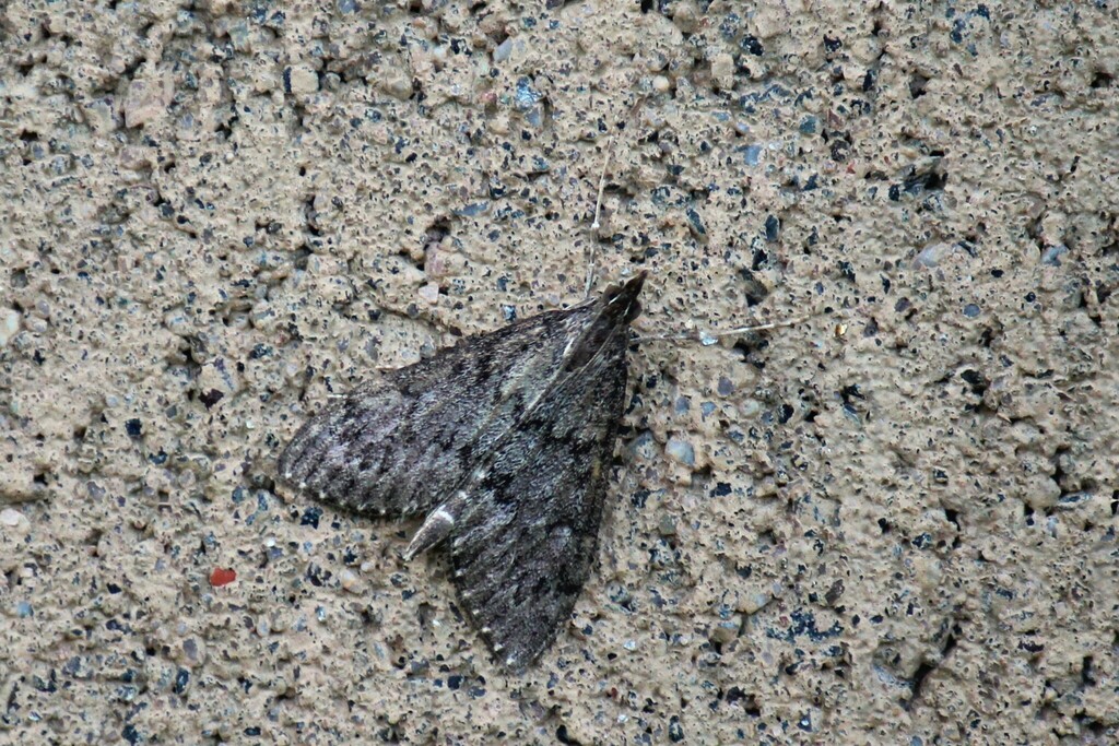 Dusky Saucrobotys Moth from Thunder Bay, ON, Canada on July 21, 2023 at ...