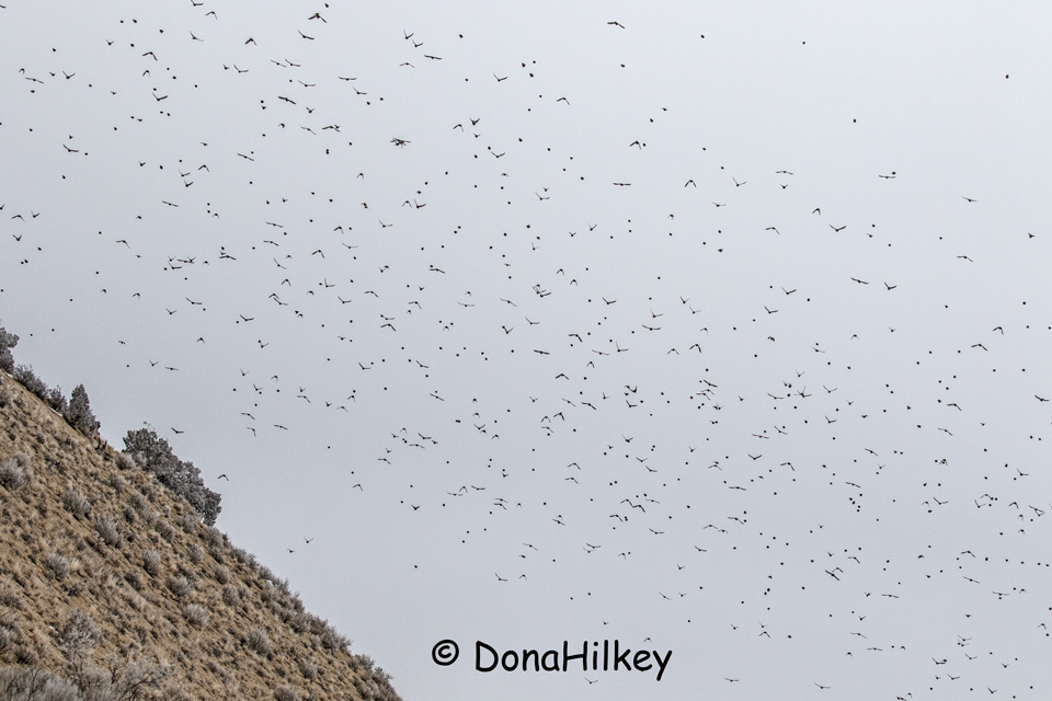 Rosy-Finches and Asian Mountain-Finches from Piceance- East Douglas HMA ...