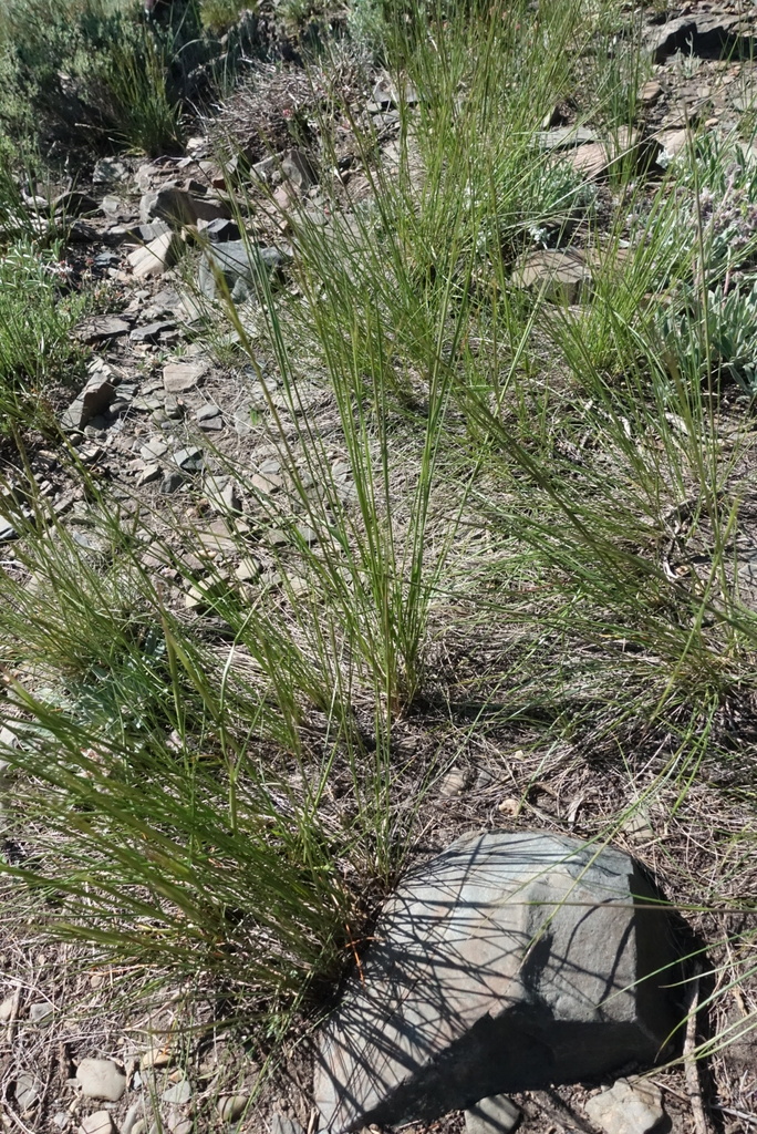 nevada needle grass from White Mountains Wilderness, Bishop, CA, US on ...