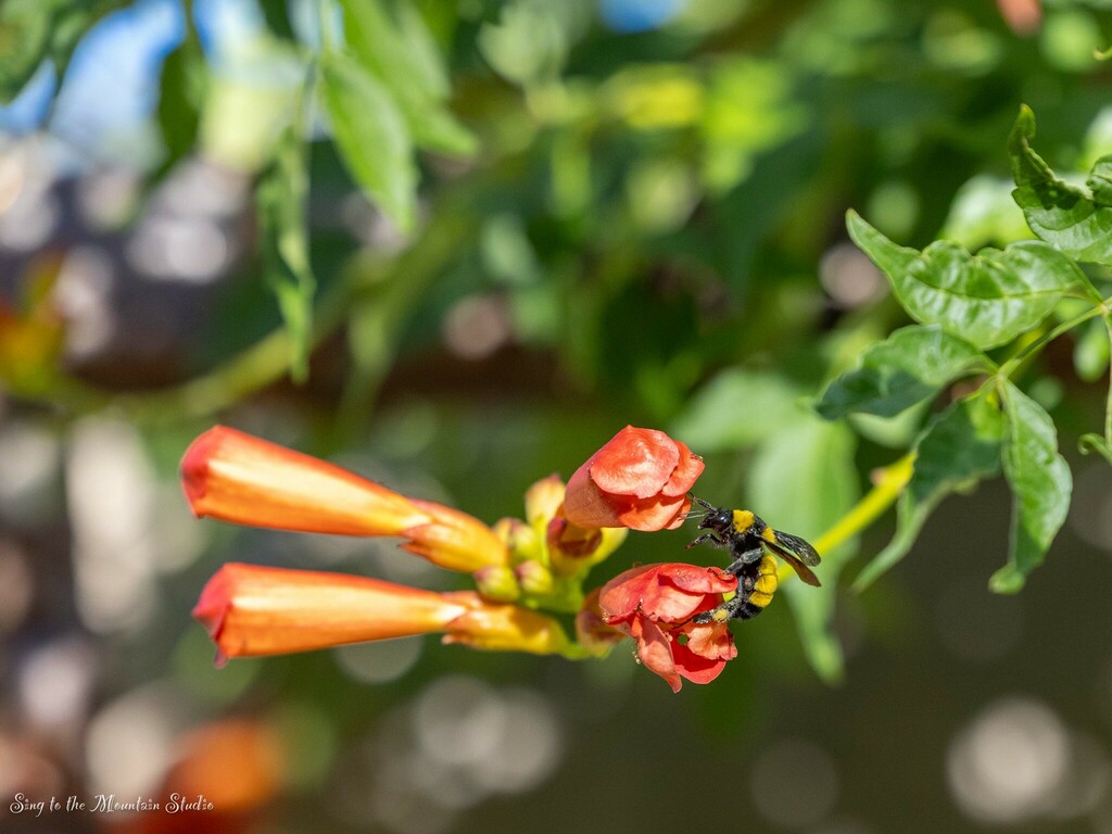American trumpet vine from W Will Dr, Chino Valley, AZ 86323 on July 20 ...