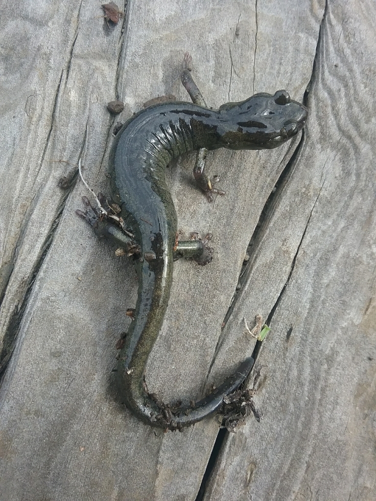 Climbing Salamanders in January 2019 by Jamie Bettaso. Black salamander ...