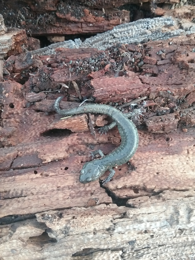 Climbing Salamanders in January 2019 by Jamie Bettaso · iNaturalist