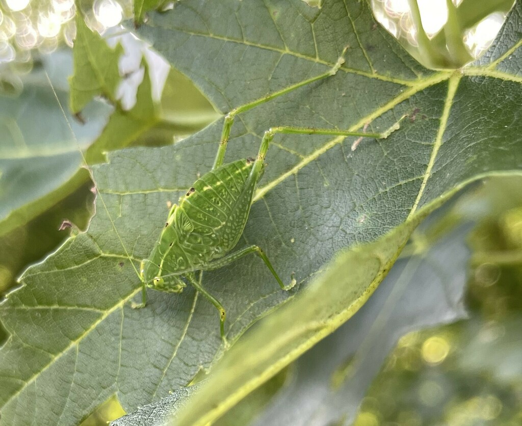 Katydids from Washington County, AR, USA on July 21, 2023 at 06:05 PM ...