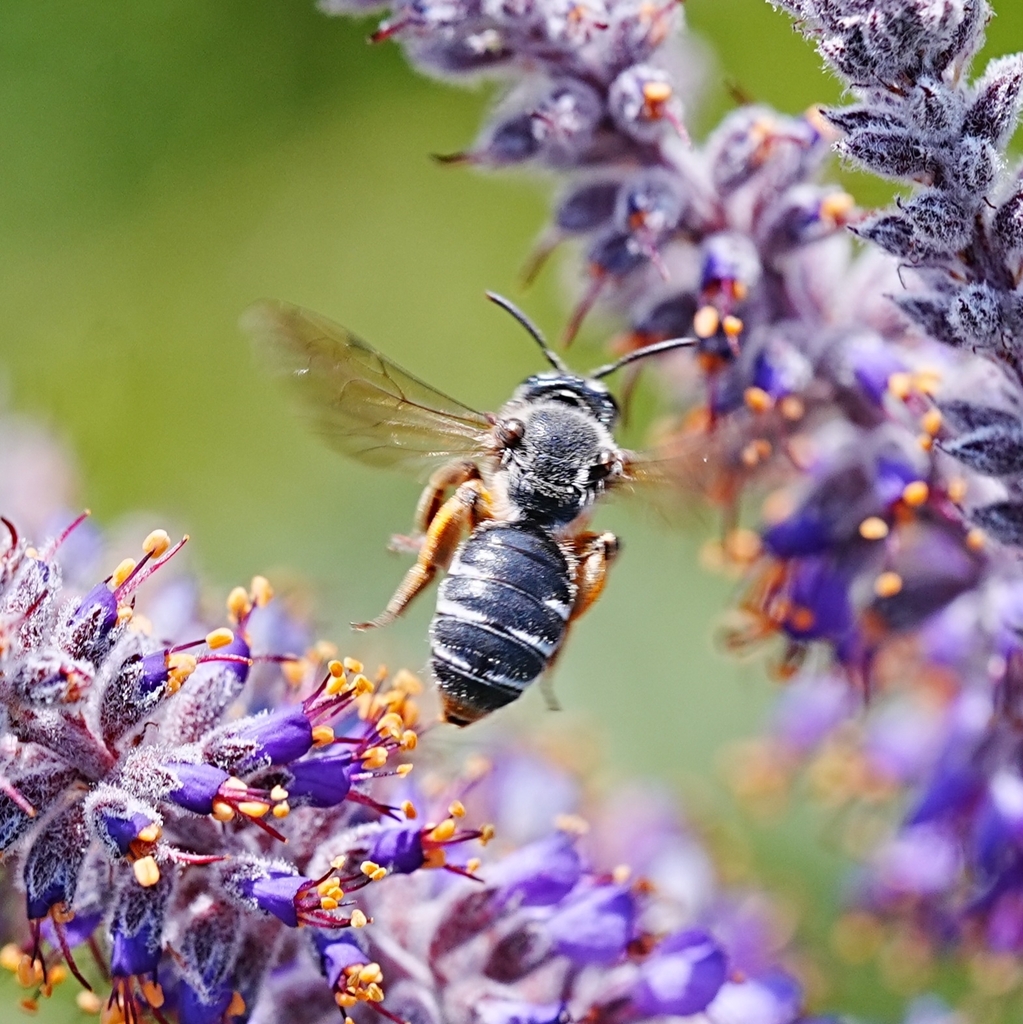 Eastern Scaly Miner Bee in July 2023 by Davis Harder · iNaturalist
