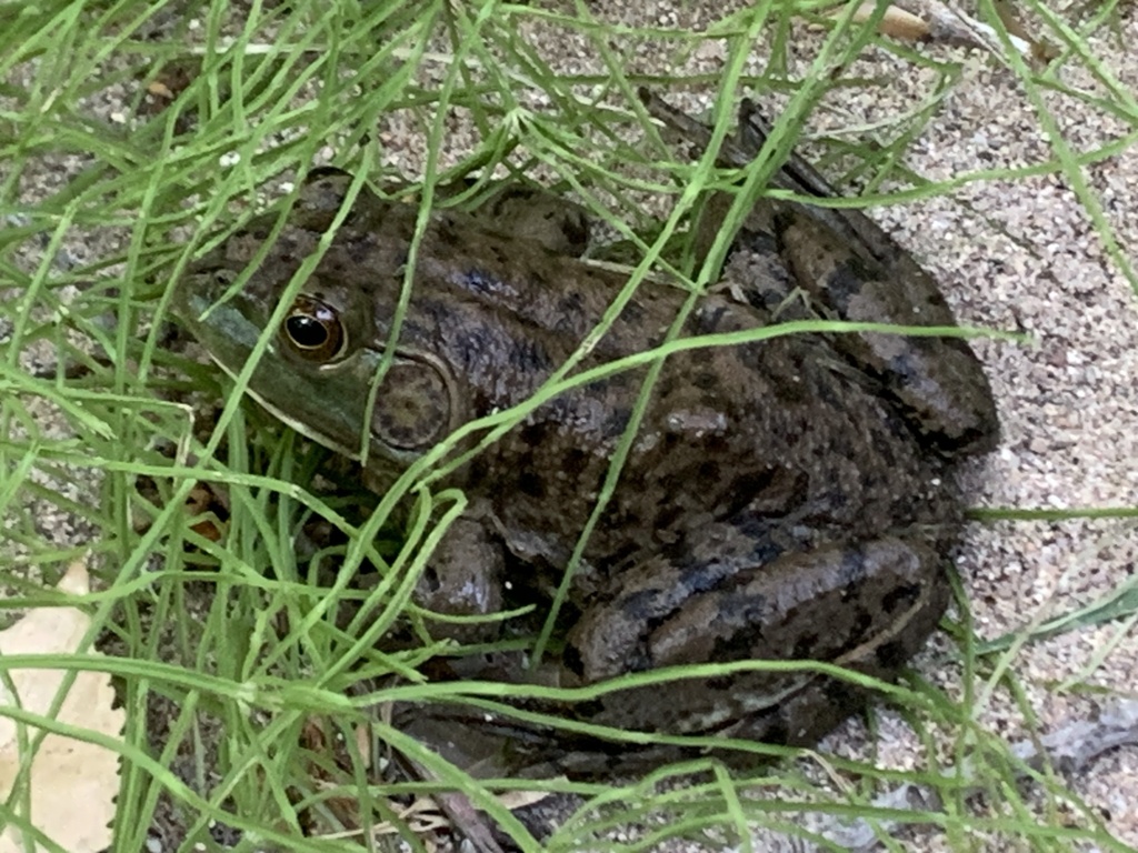 American Bullfrog from Paulden, AZ, US on July 21, 2023 at 07:30 AM by ...
