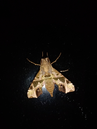 Subspecies Unzela japix discrepans · iNaturalist