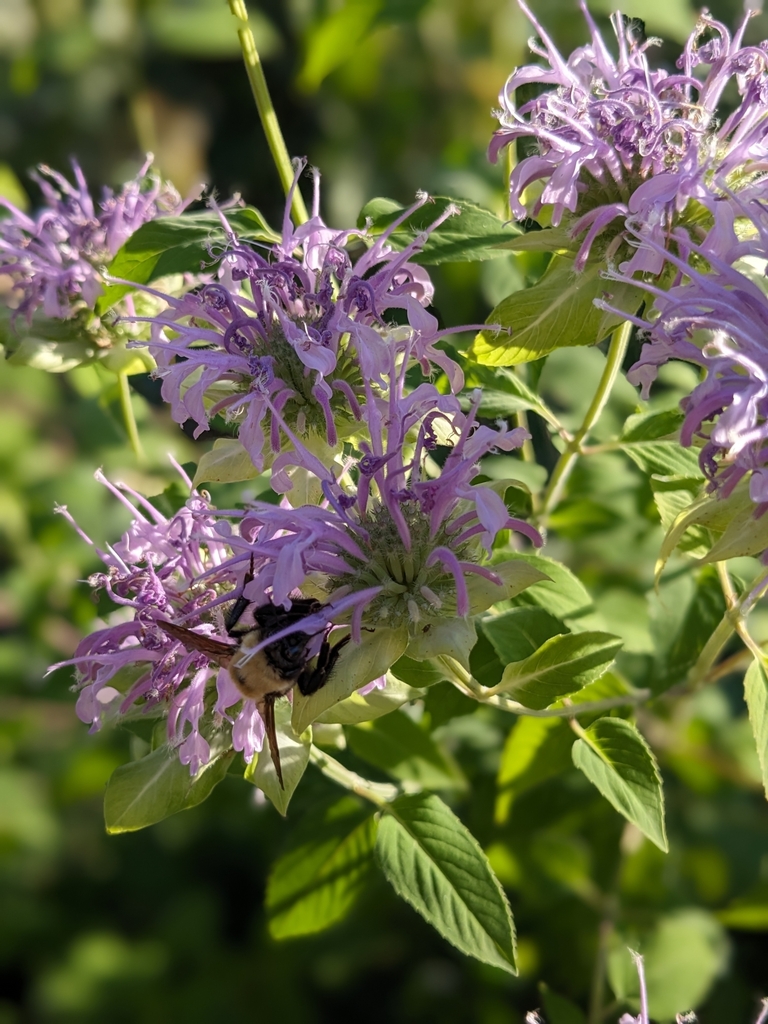 wild bergamot from Moran Prairie, Spokane, WA, USA on July 21, 2023 at ...