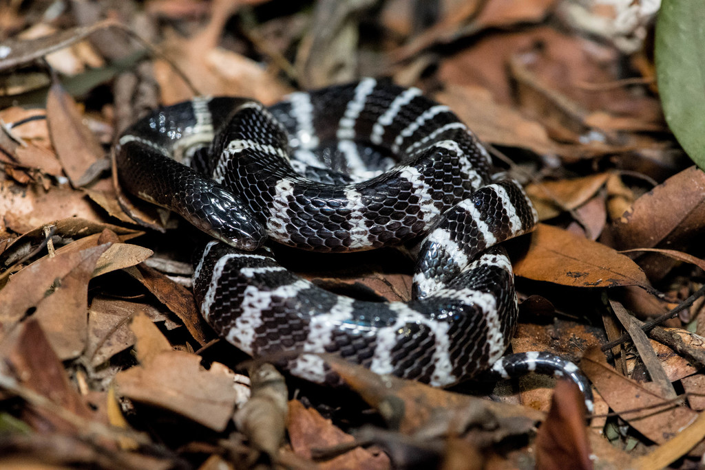 Many-banded Krait (Bungarus multicinctus) - Snakes and Lizards