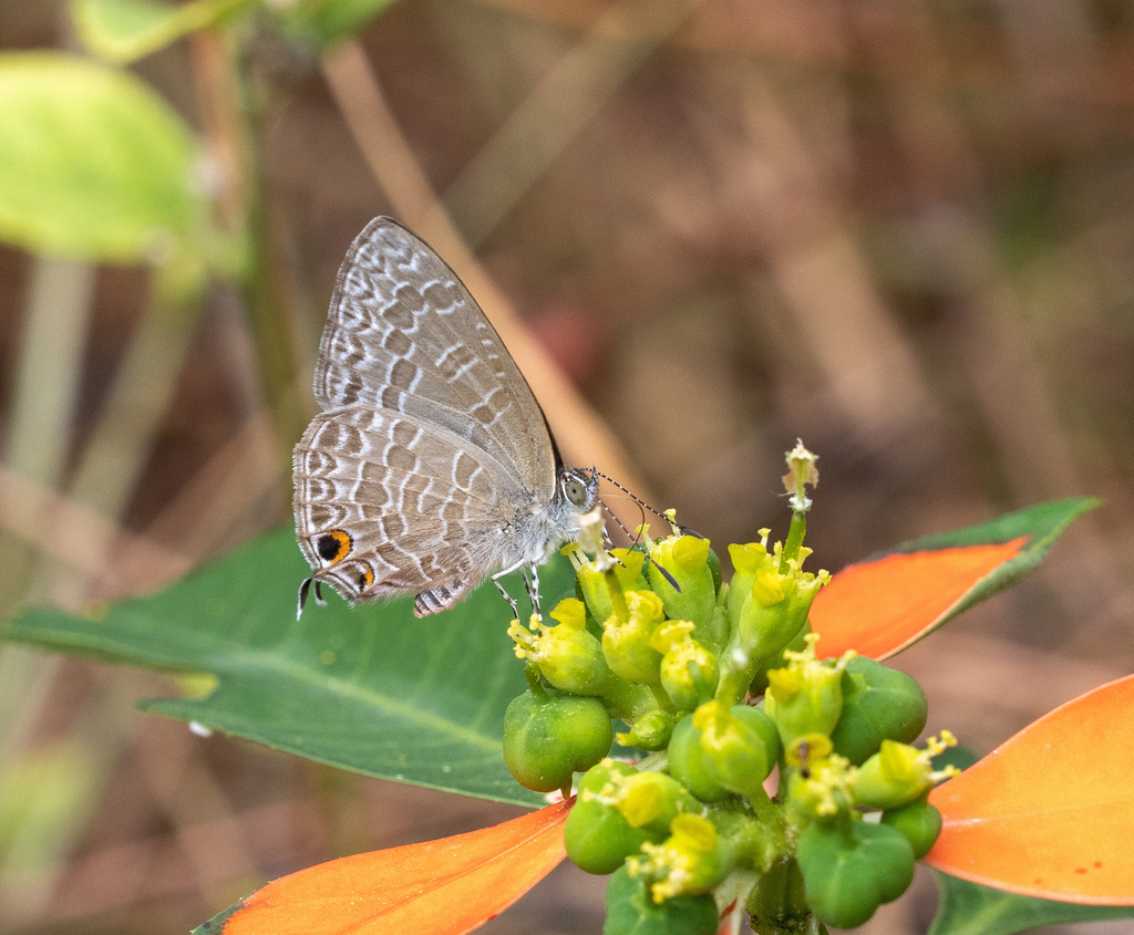 Ancyra Blue from Masig Island, Masig Island, QLD, AU on July 15, 2023 ...