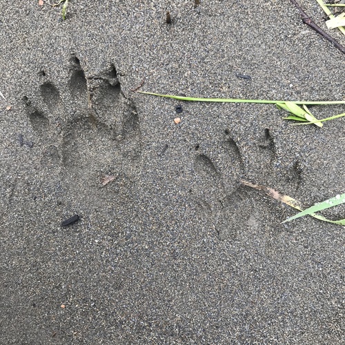 Raccoon Tracks – NatureTracking