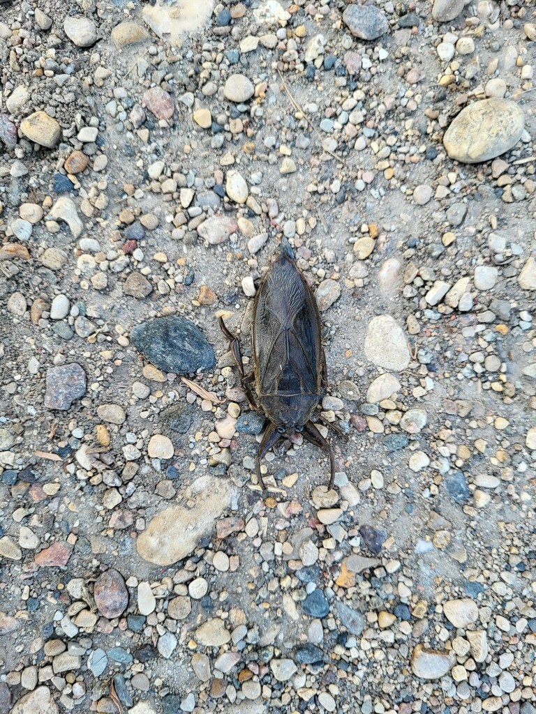 American Giant Water Bug from Chippewa County, MN, USA on July 21, 2023 ...