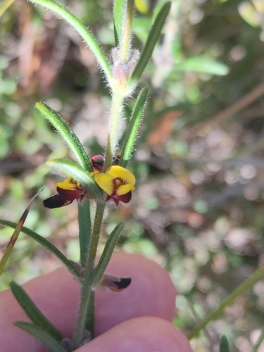 Aotus mollis · iNaturalist