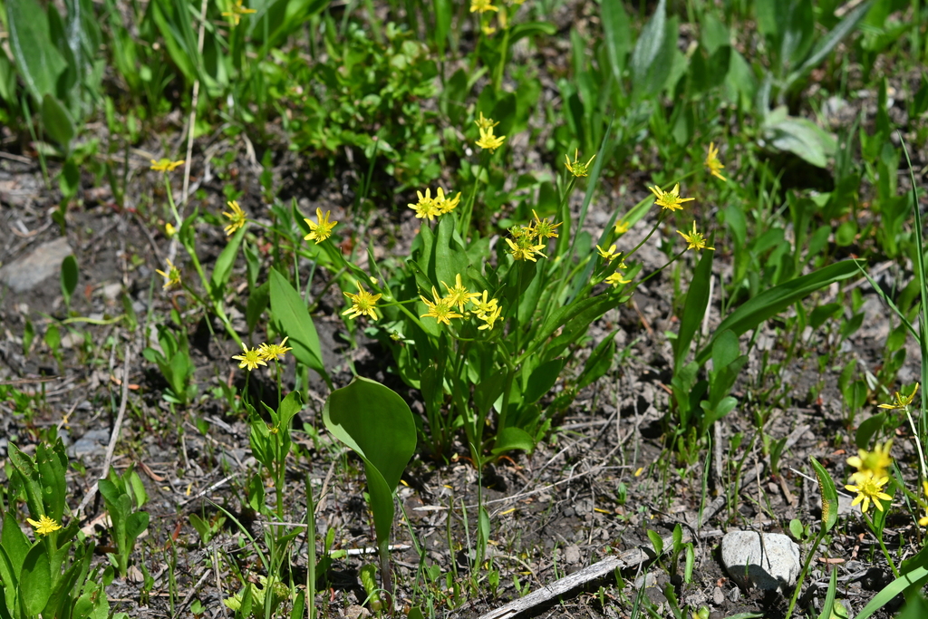 Ranunculus alismifolius montanus from Gunnison County, CO, USA on July ...