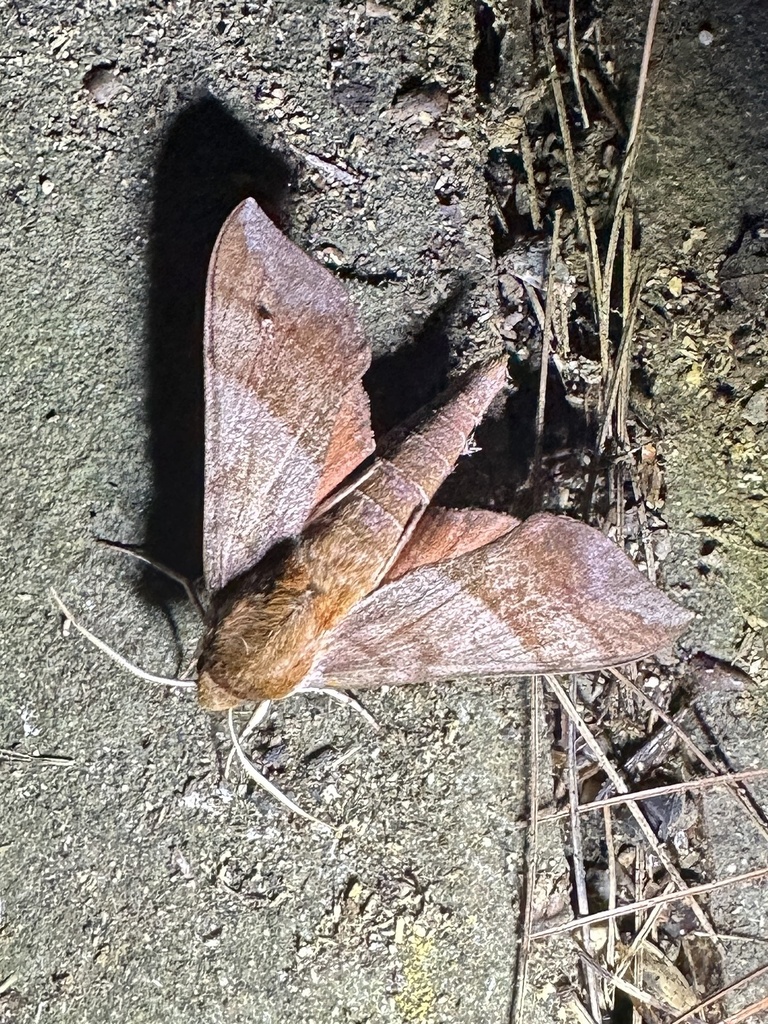 Azalea Sphinx from Plum Creek Dr, Crownsville, MD, US on July 21, 2023 ...