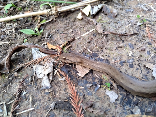 (Mesotes) - Snakes and Lizards