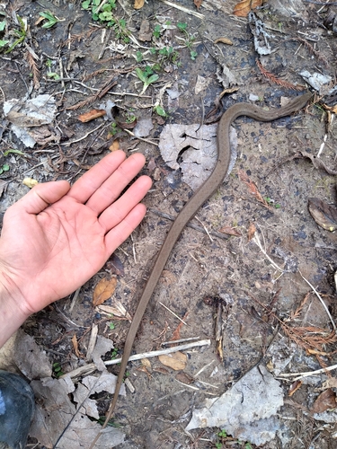 (Mesotes) - Snakes and Lizards