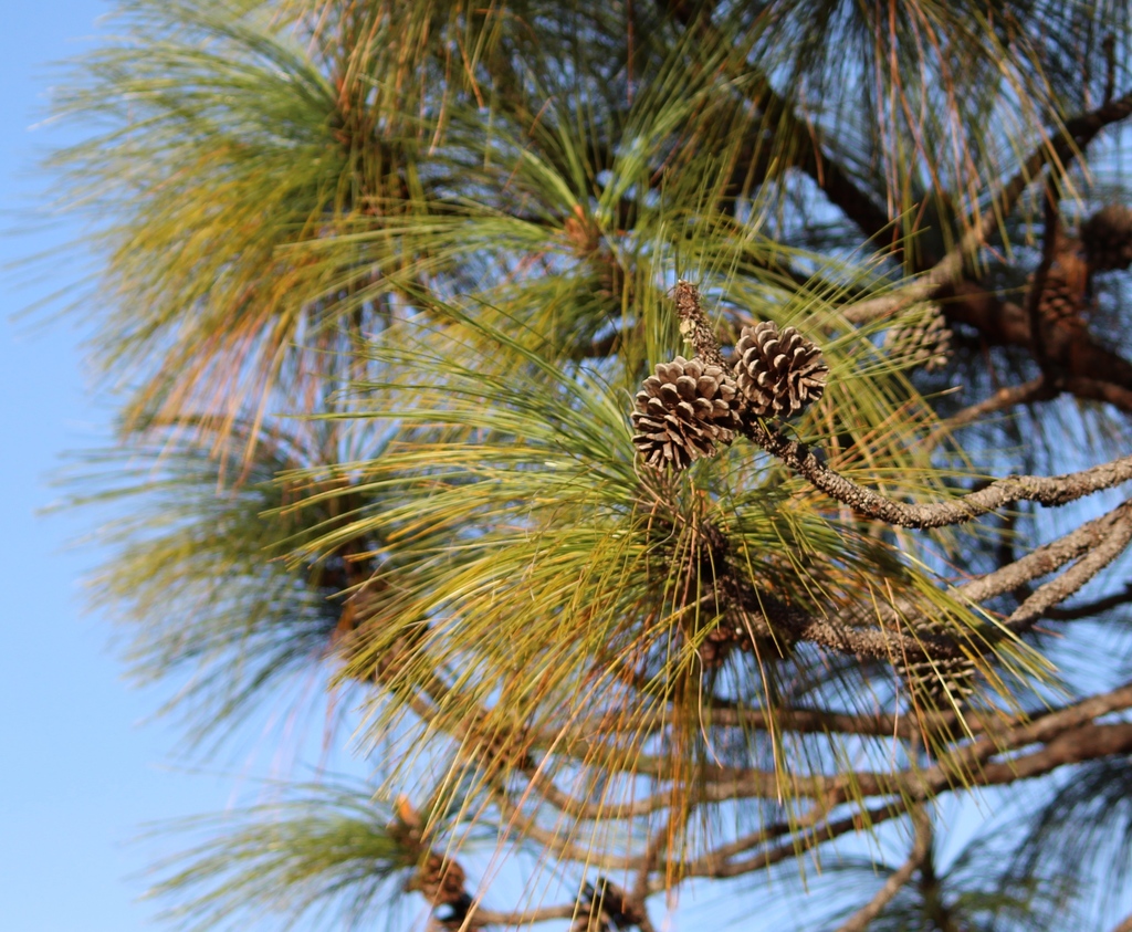 Durango pine in January 2019 by Pedro Nájera Quezada · iNaturalist