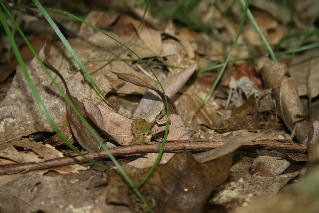Spring Peeper from East Beltline, Grand Rapids, MI, USA on July 21 ...