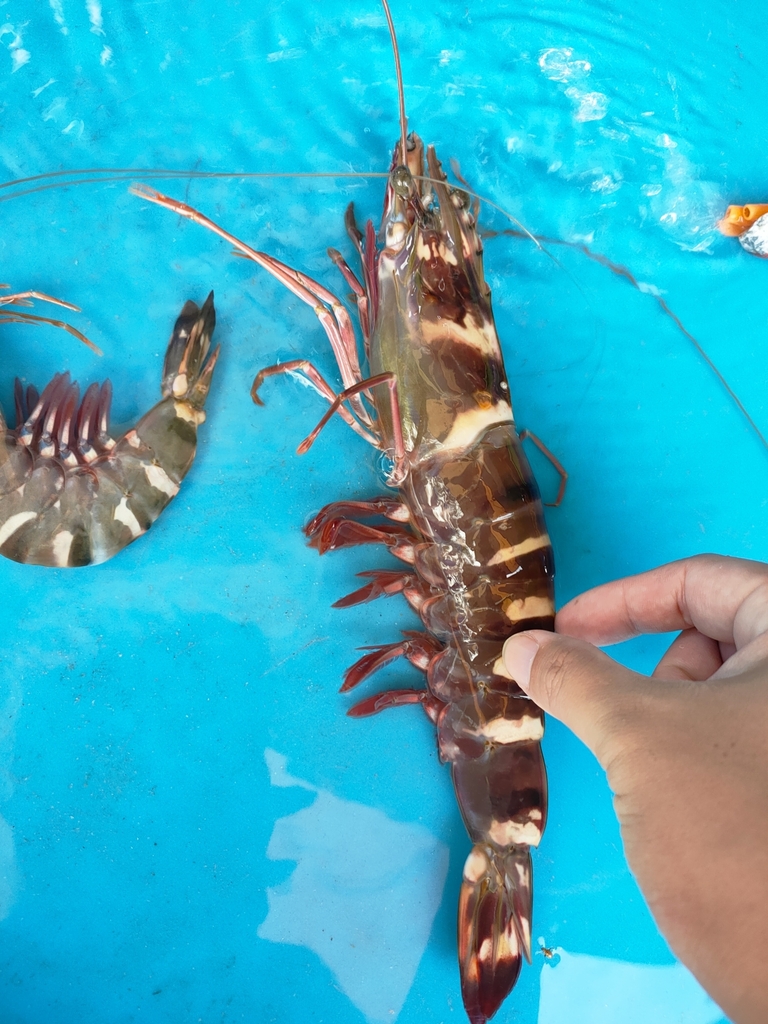 giant tiger prawn from JFMH+89R, Klaeng, Mueang Rayong District, Rayong ...